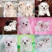 acerca de los perros: puduls