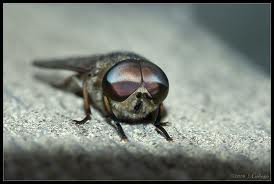 ENFERMEDADES ANIMALES.: PARASITOS.....