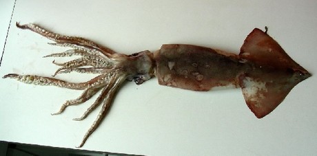 Conhecer os animais: Lula