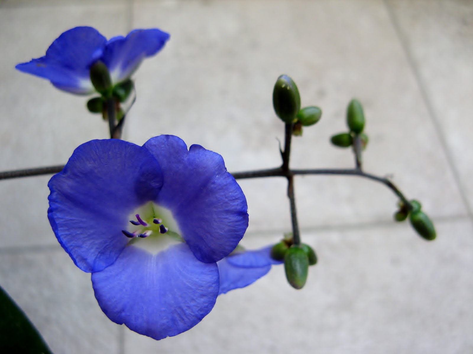UMI & TSURU: January 2011