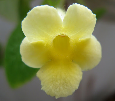 UMI & TSURU: Yellow Flower Episcia