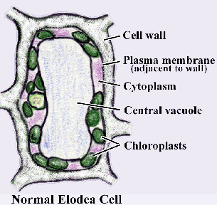 Diagrama De Celula Elodea