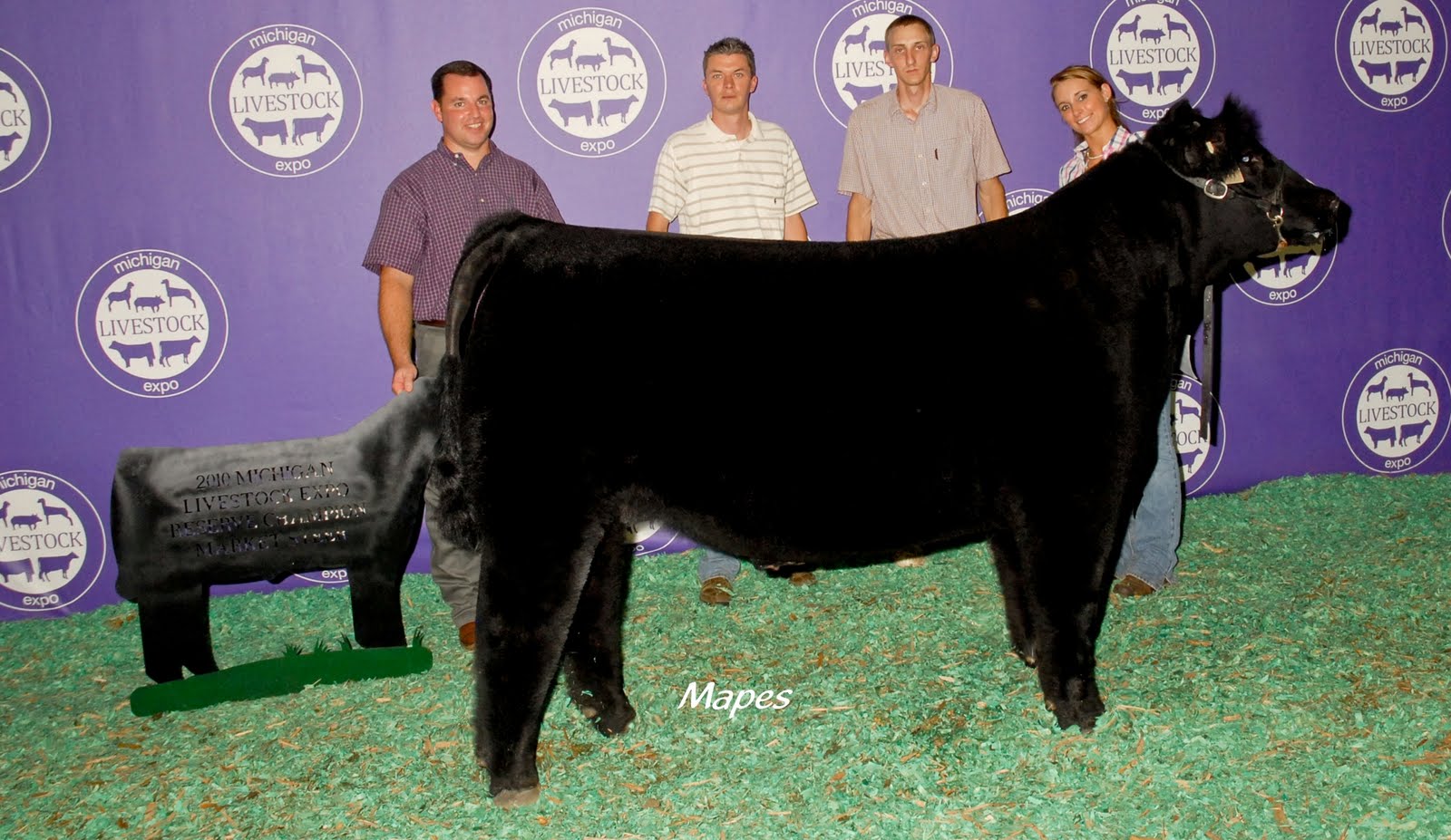 Michigan State Fair - Matt Lautner Cattle