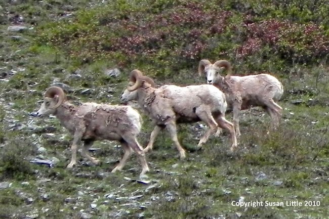 The Camping Queen: Glacier National Park, Montana