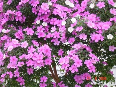 Feudalismo Atual!!!: Jacatirão florido é o Natal chegando