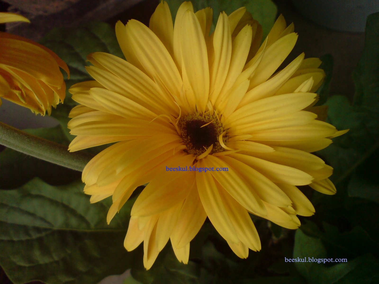 PerJaLANan: Bunga-Bunga Berkembang