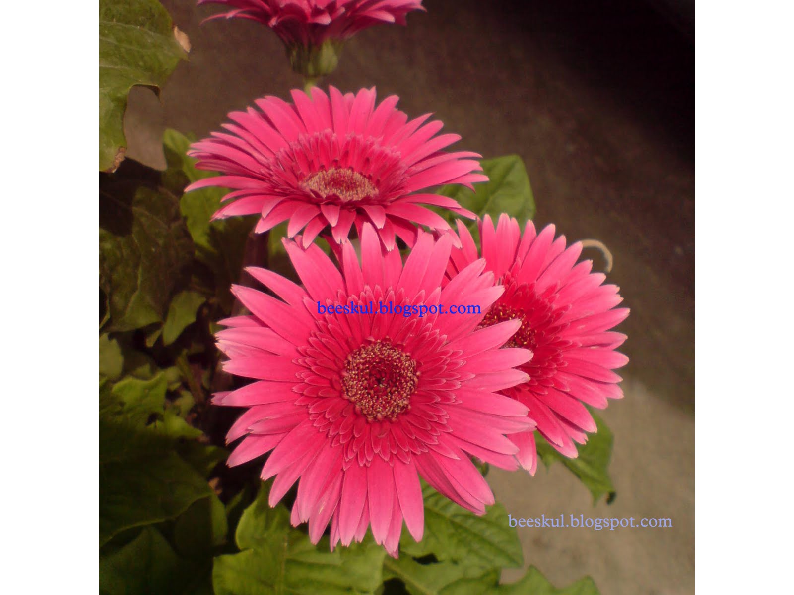 PerJaLANan: Bunga-Bunga Berkembang