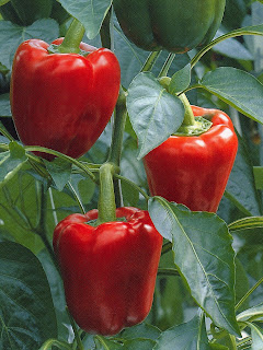 Aprenc els colors: El color vermell