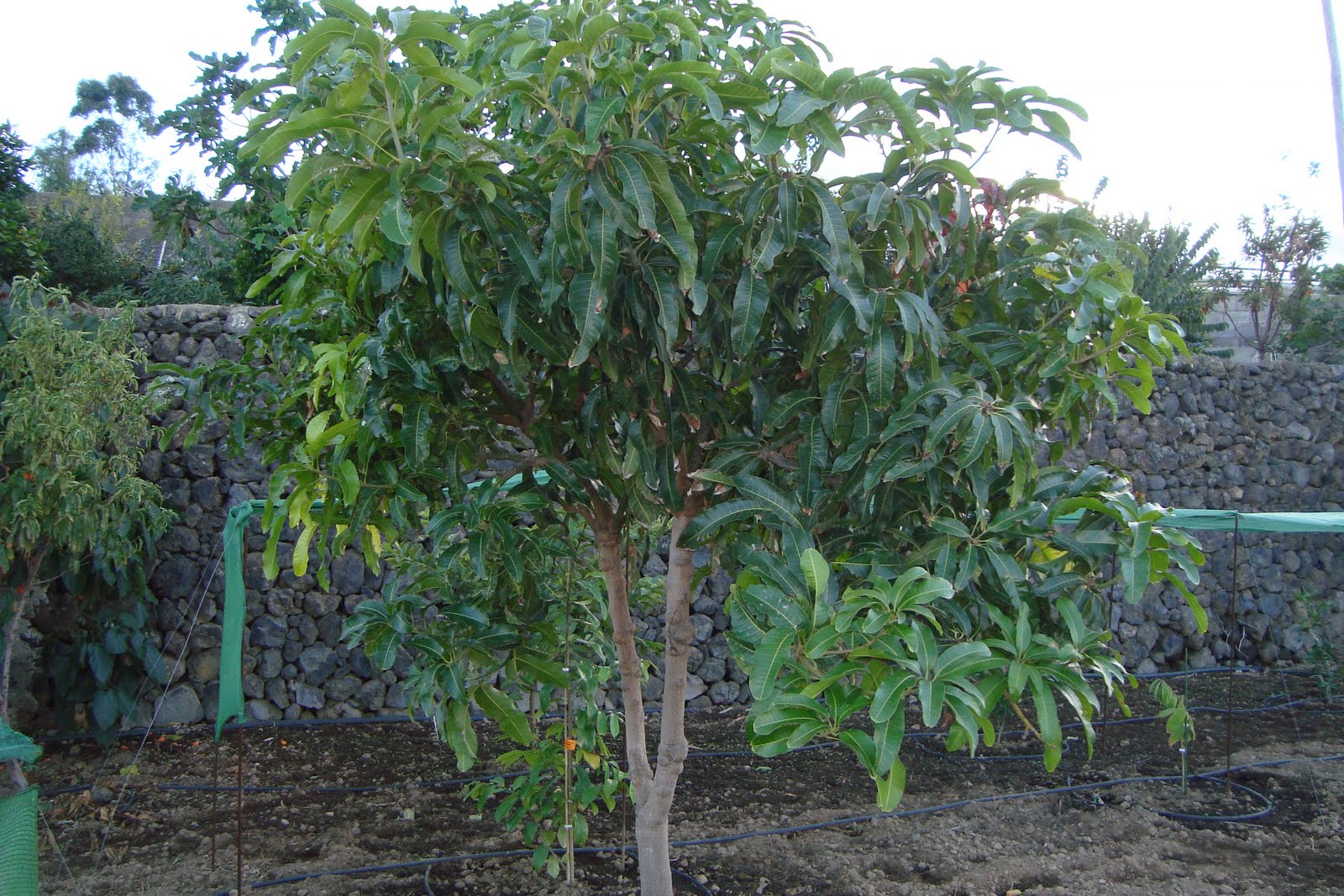 LA FINCA DE ARMINDO: Planta del mango