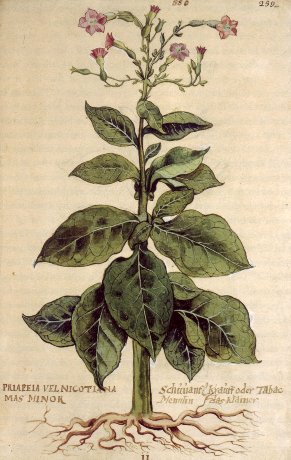 El Cigarrillo: Historia del tabaco