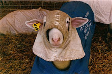 MOLOVINSKY ON ALLENTOWN: A Lesson at Bucky Boyle Park