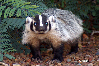 Jim Cloer's Arizona Desert: Naturalist View July '09