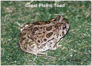 Jim Cloer's Arizona Desert: Naturalist View August 2010