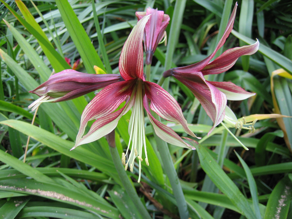 Hippeastrum