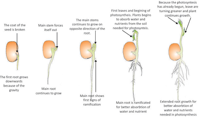 Plants and their Functions