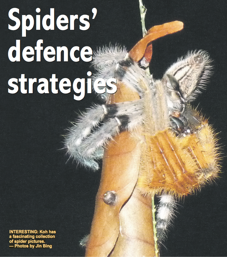 Malaysian Nature Society Kuching Branch: Spiders defence defence ...