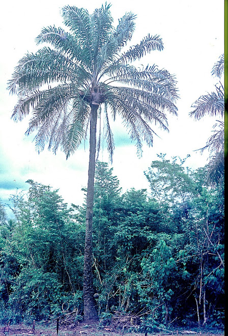SIERRA LEONE I I 1968-70