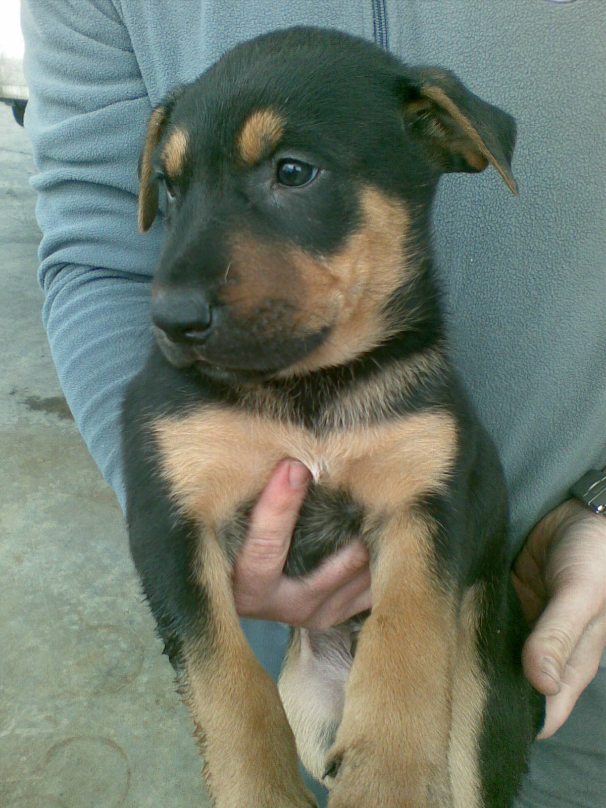 SOLES Y LUNAS SIN HOGAR: CRUCES DE LABRADOR Y PASTOR ALEMAN EN ADOPCION.