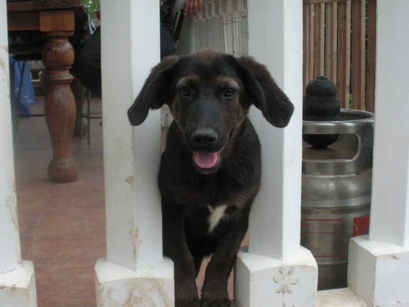 SOLES Y LUNAS SIN HOGAR: KOU, CRUCE DE PASTOR ALEMAN Y LABRADOR DE 5 ...