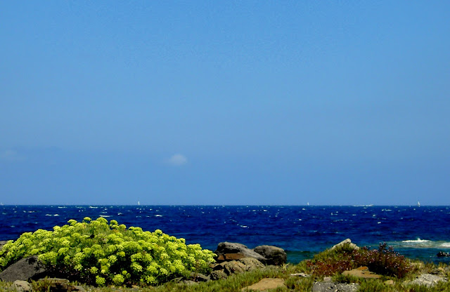 Punto de vista: Fonoll marí (hinojo)