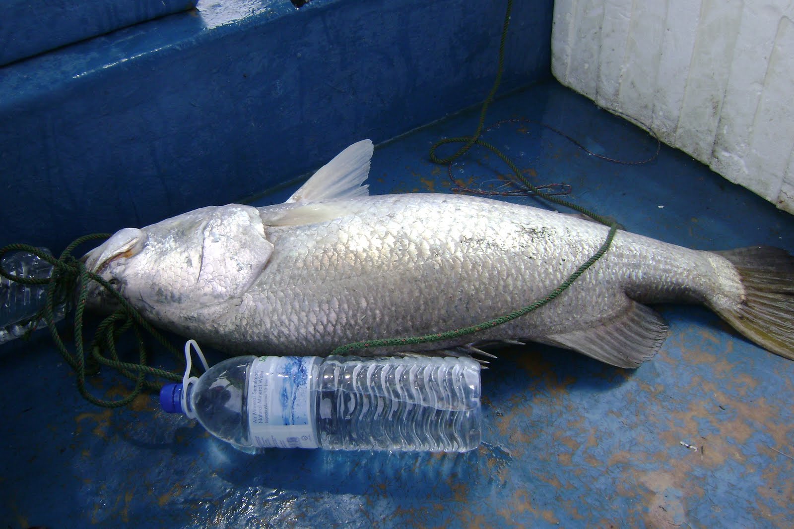 SewaBotPancing: Sewa Bot Pancing