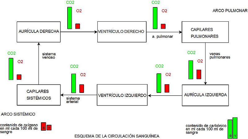 Anatomía y Crecimiento Humano: Sistema Circulatorio