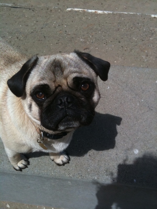 Life of Stubby: Thanks Again Puglet!