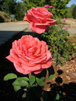 The Farmer Fred® Rant: Shady Roses Now Appearing at Nurseries