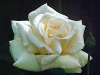 The Farmer Fred® Rant: Shady Roses Now Appearing at Nurseries