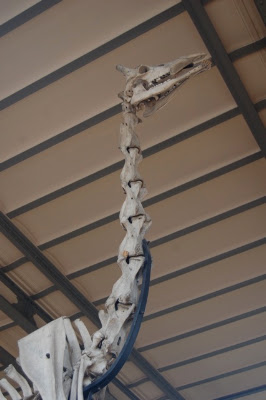 Mad Science: How Many Bones in a Giraffe's Neck?