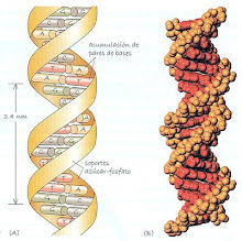 Codigo genetico: Replicación del ADN.
