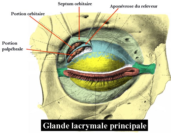 Les Larmes.: I- Une larme dans le système lacrymal.