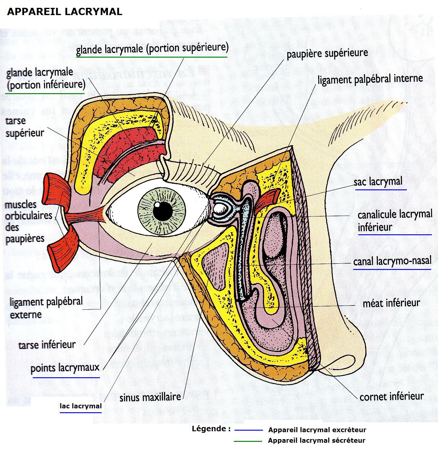Les Larmes.: I- Une larme dans le système lacrymal.