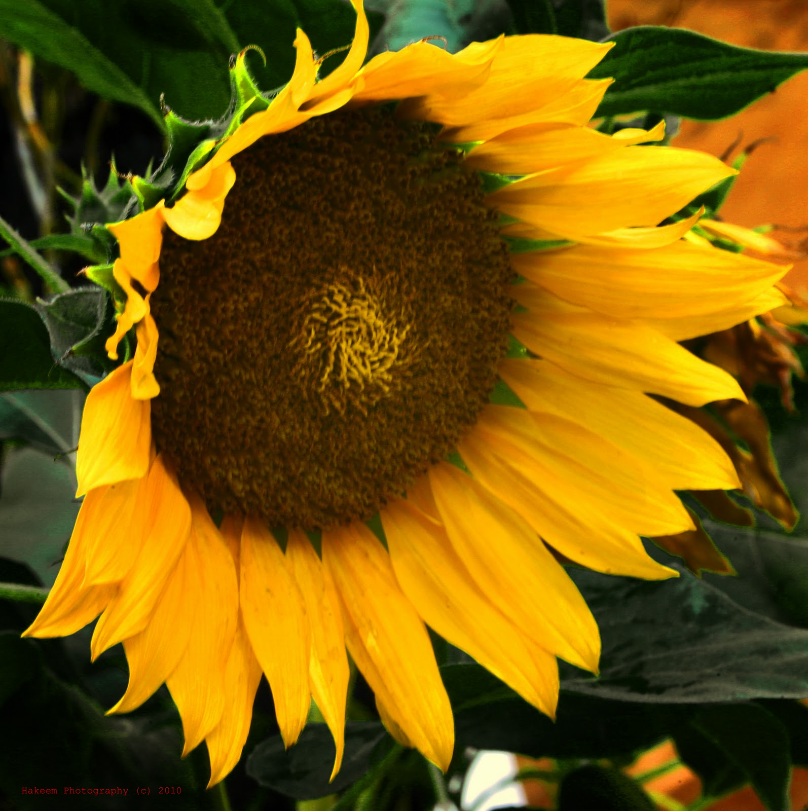 Hakeem Photography: sunflower