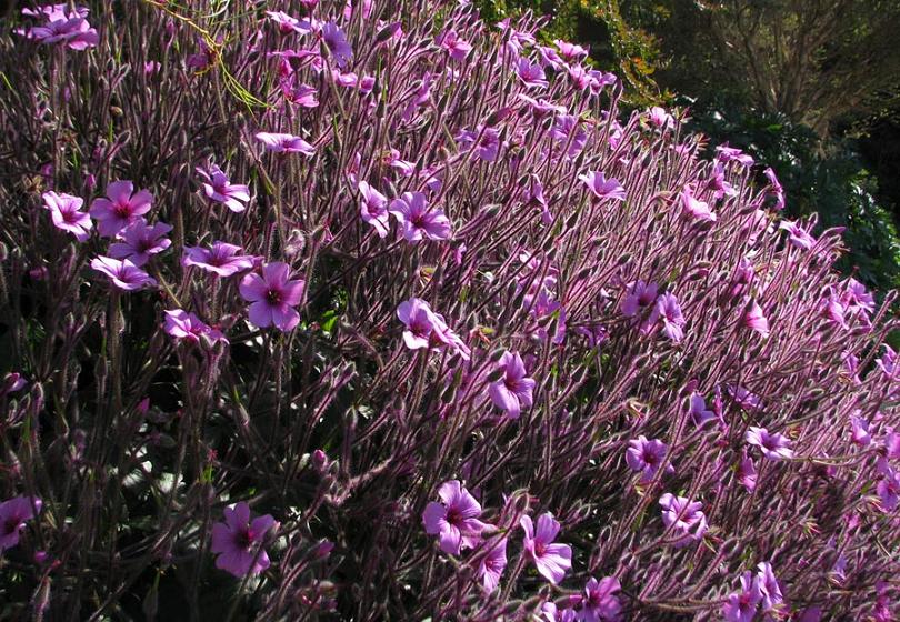 Mallorca es así también: 2/5/10 - 9/5/10