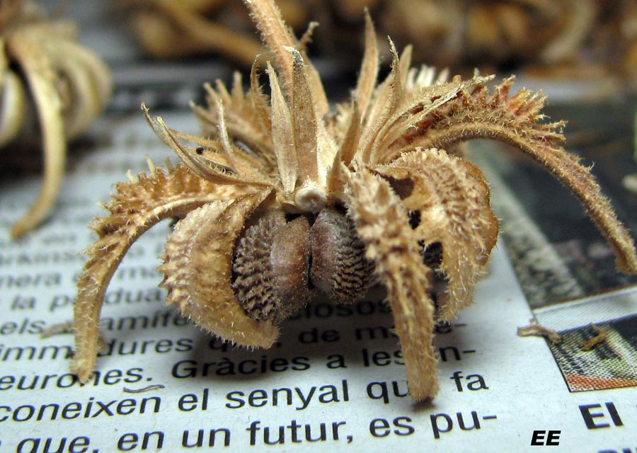 Mallorca es así también: LAS SEMILLAS DE LA CALENDULA