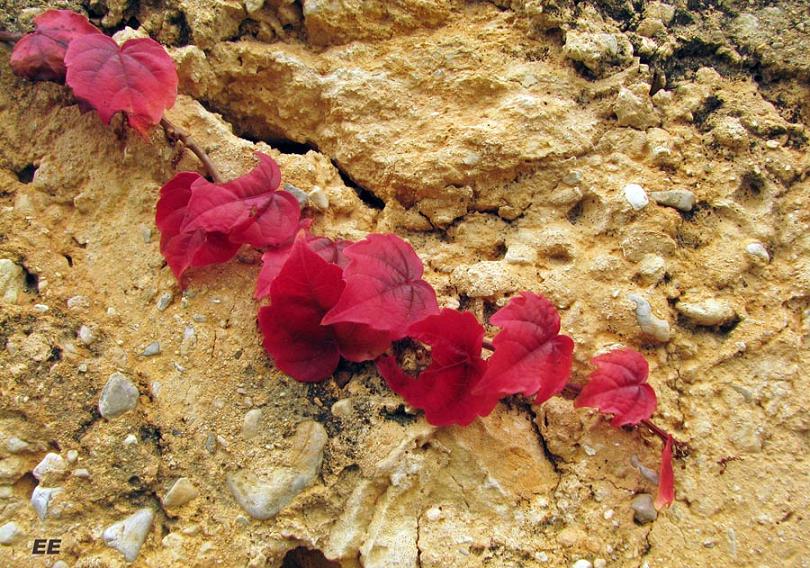 Mallorca es así también: Parthenocissus tricuspidata - parra virgen