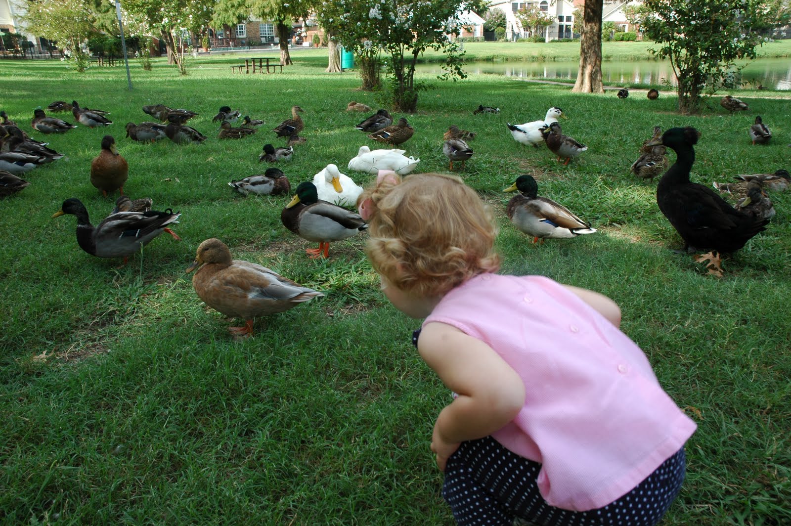 Savor The Days: Chasing Ducks