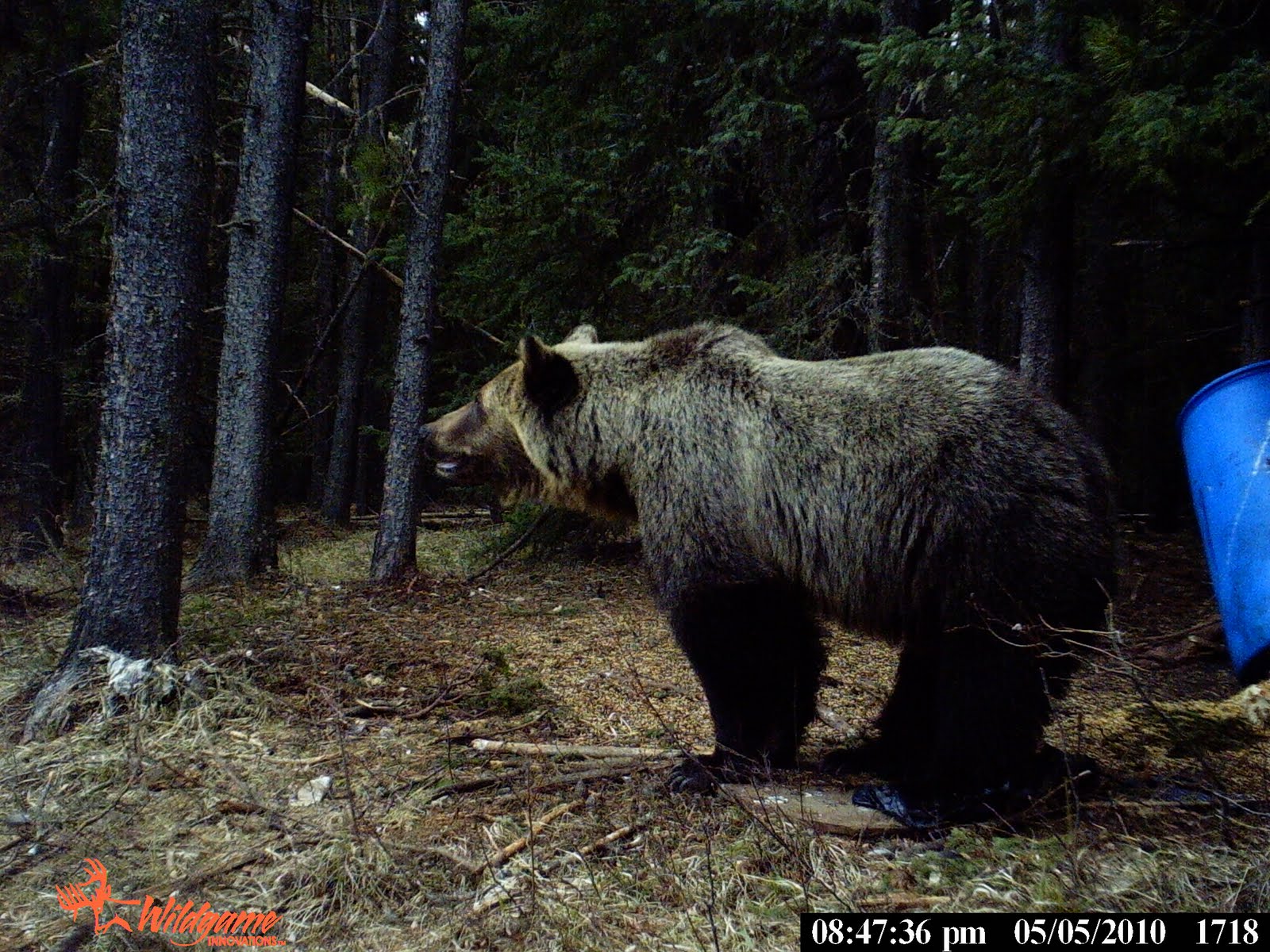 The Outdoorsman's Oasis: Bear Baiting 2010