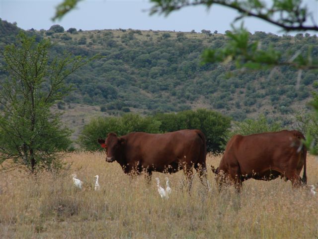 Bonsmara Beef Cattle - Oftalma Bonsmara, Bloemfontein,Free State ...