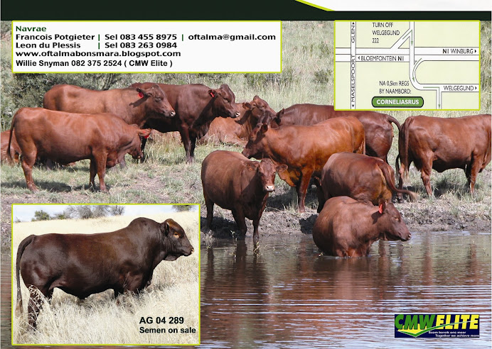 Bonsmara Beef Cattle - Oftalma Bonsmara, Bloemfontein,Free State ...