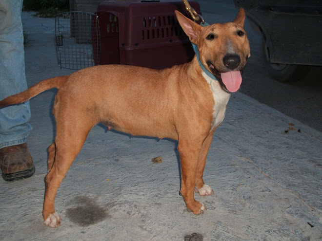 MIGHTYBULLS: Bull Terrier Inglés