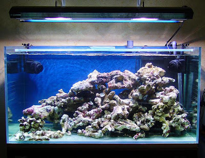 Photos de mes aquariums : L'installation des pierres vivantes