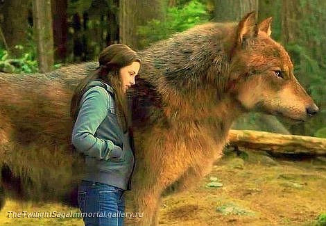 SAGA CREPUSCULO: bella y jacob-lobo