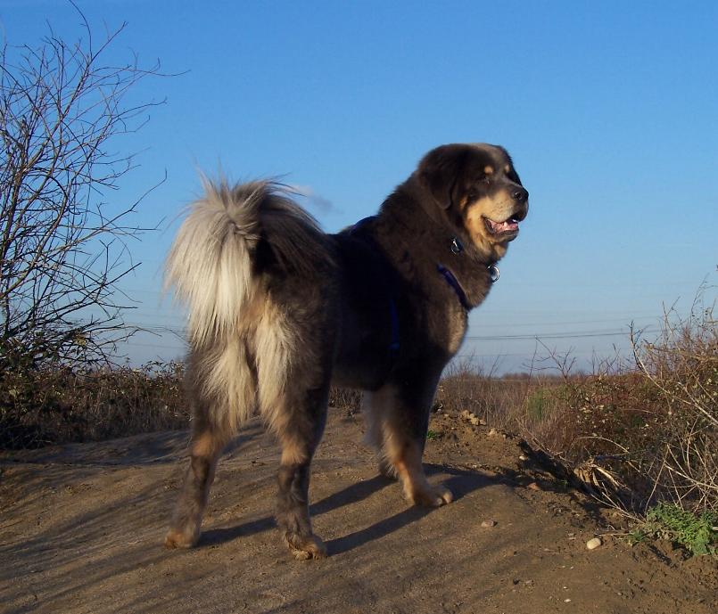 Do Khyi - Eine Chance!