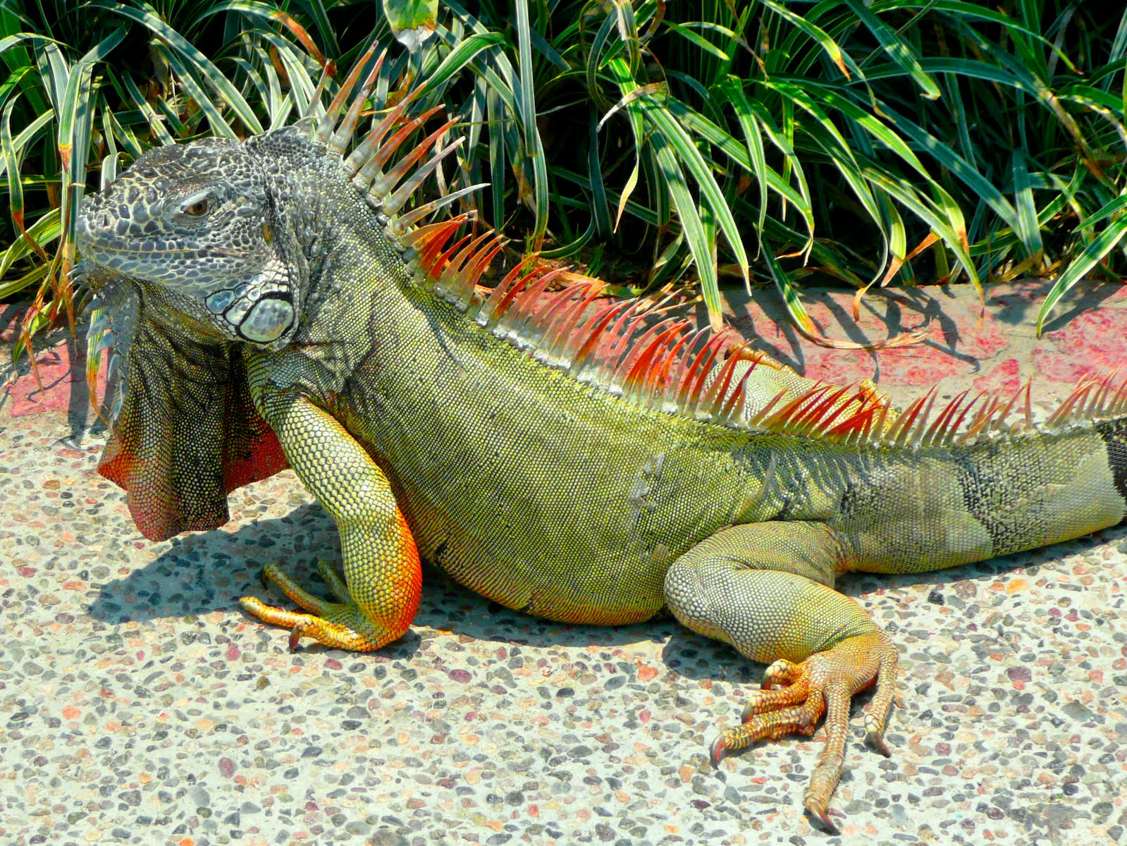 green-iguana