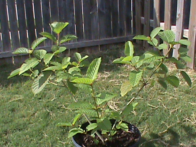 Kratom - Mitragyna speciosa - Live Plants: Huge Kratom Plant For Sale ...
