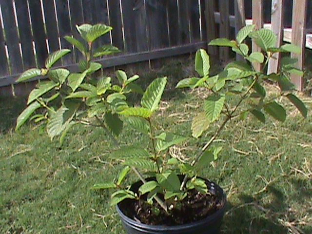 Kratom - Mitragyna speciosa - Live Plants: Huge Kratom Plant For Sale ...