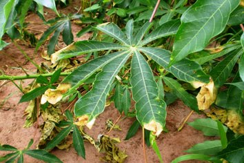 OPINIÃO DO ZÉ: ::: AGRICULTURA - DOENÇA: Bacteriose atingiu cerca de 90 ...