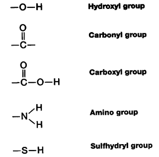 My AP Biology: Chapter 3: The Molecules of Cells